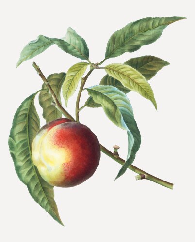 Hand drawn peach branch Royalty Free Vector Image