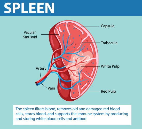 Detailed of spleen with functions explained Vector Image