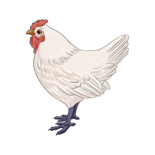 Brown spring chicken Royalty Free Vector Image