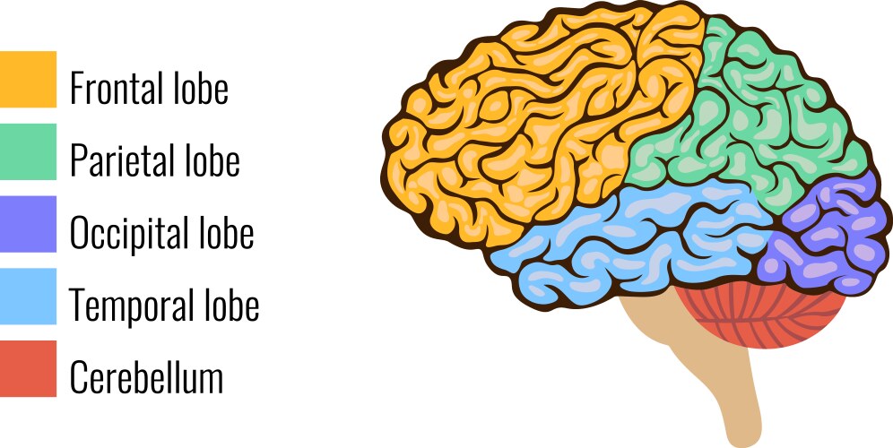 Brain anatomy color scheme Royalty Free Vector Image