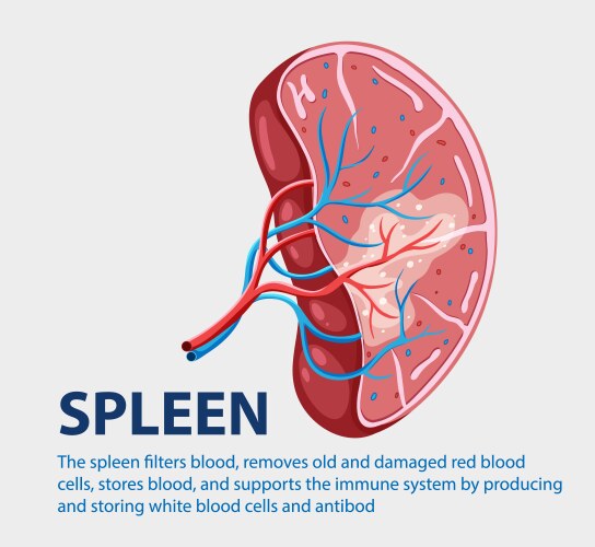 Human with common types of stroke Royalty Free Vector Image