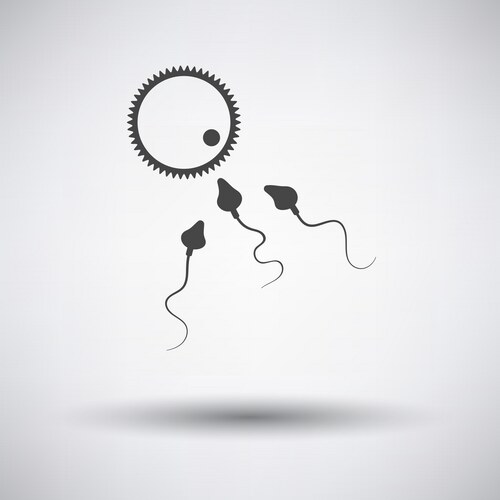 Human egg cells being fertilized icon showing Vector Image