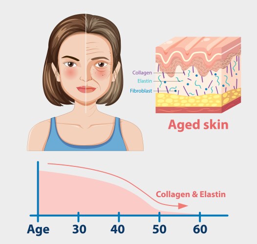 Skin Aging Vector Images (over 12,000)