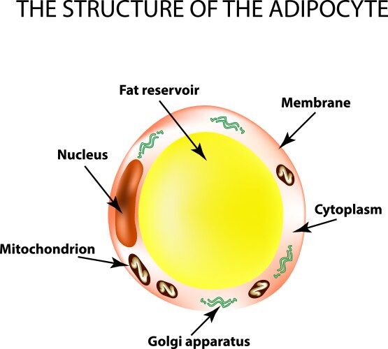 Anatomical structure of the fat cells Royalty Free Vector