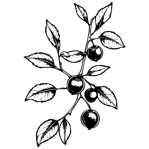Realistic rough lemon drawing outline Royalty Free Vector