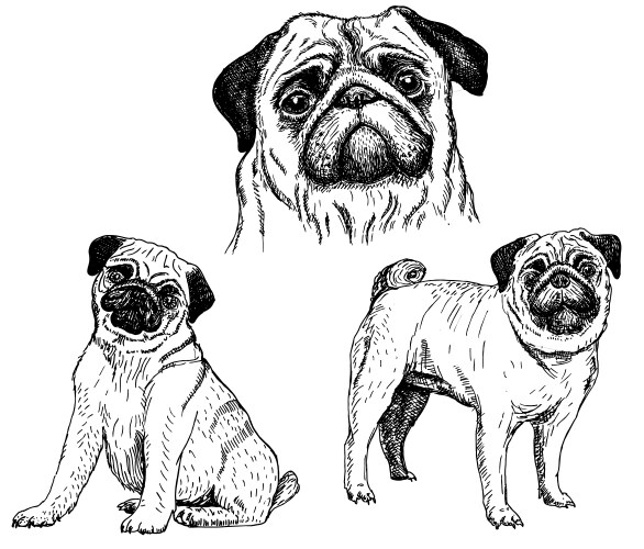 Pug Vector Images (over 11,000)