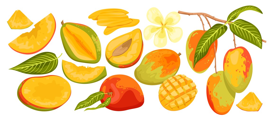 Mango Clipart Vector Images (over 690)