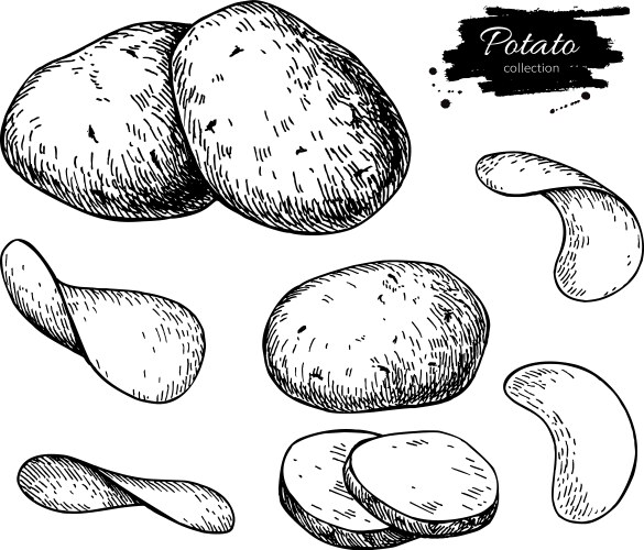Potato drawing isolated hand drawn Royalty Free Vector Image