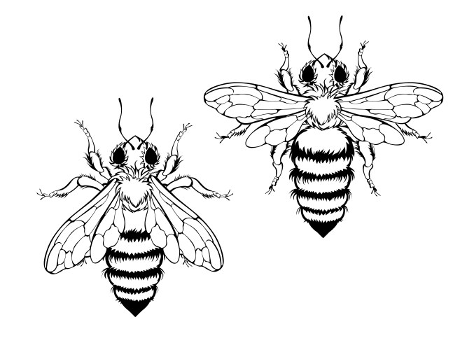 Insect Outlines Vector Images (over 55,000)
