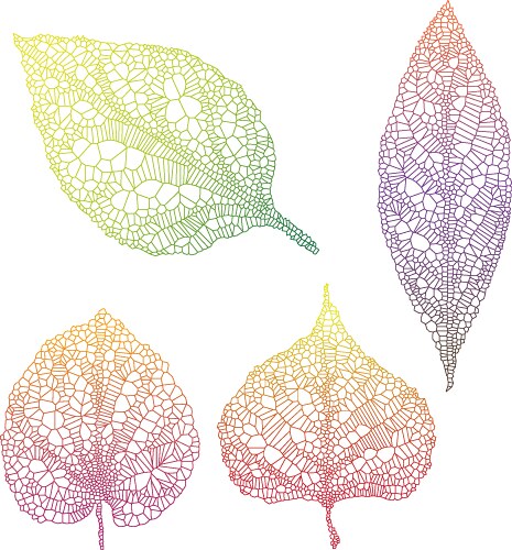 Detailed leaves Royalty Free Vector Image - VectorStock