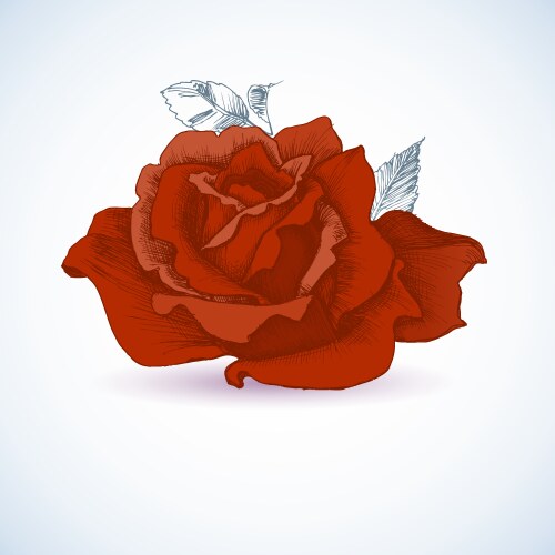 Red rose hand-drawn in retro style isolated Vector Image