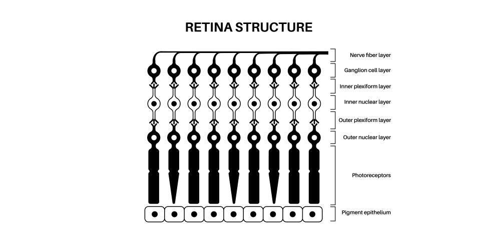 Retina structure poster Royalty Free Vector Image