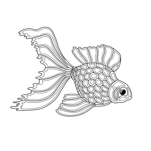 Goldfish Line Art Drawing Royalty Free Vector Image