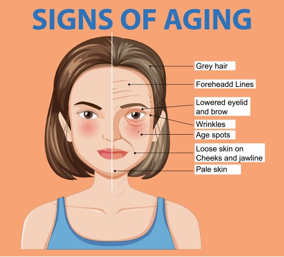 Pale Skin Vector Images (over 510)