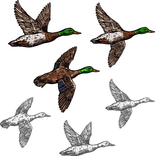 Mallard Vector Images (over 3,000)