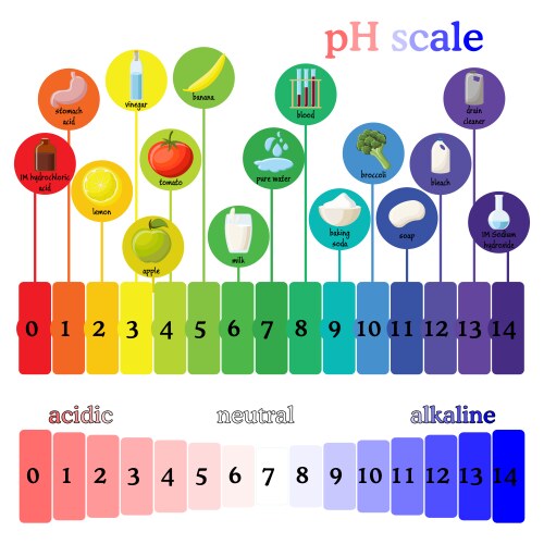 Ph scale universal indicator color chart Vector Image