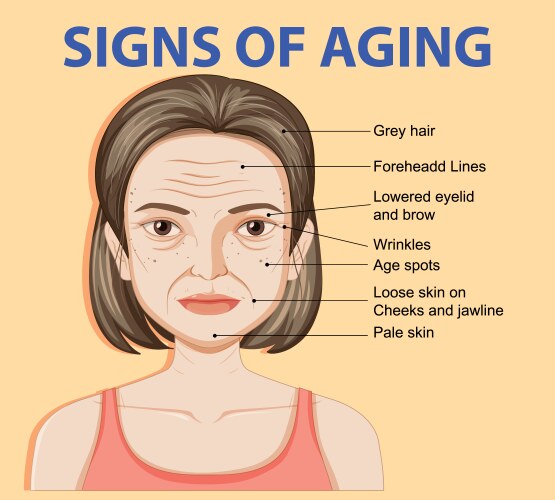 Visual depiction of common aging signs Royalty Free Vector