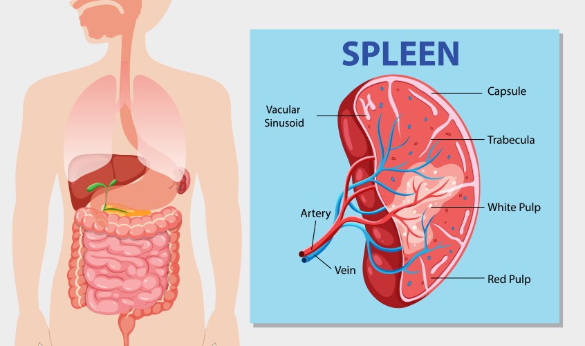Detailed of spleen and digestive system Royalty Free Vector