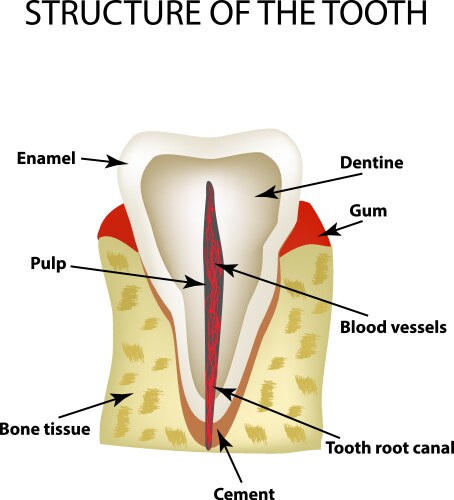 Internal structure of root diagram Royalty Free Vector Image