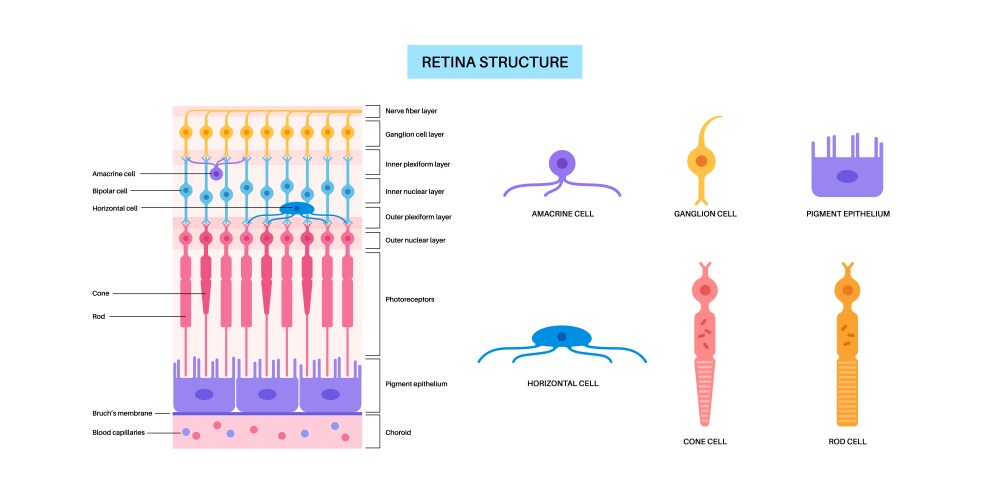 Retina structure poster Royalty Free Vector Image