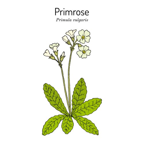 Primrose Vector Images (over 1,400)