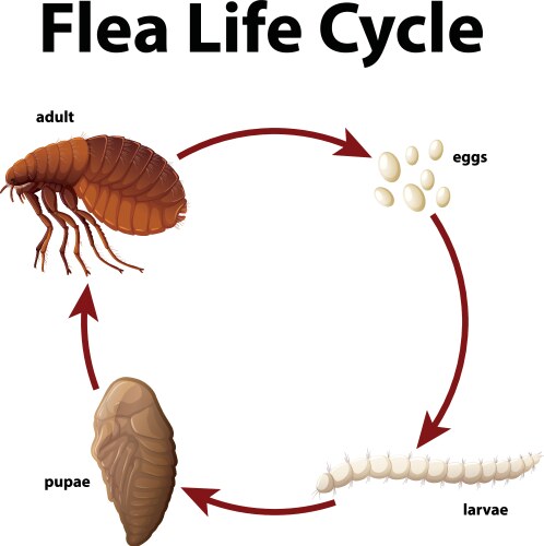 Diagram showing life cycle tick Royalty Free Vector Image Diagram showing life cycle tick Royalty Free Vector Image