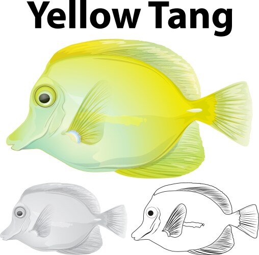 Yellow tang fish Royalty Free Vector Image - VectorStock