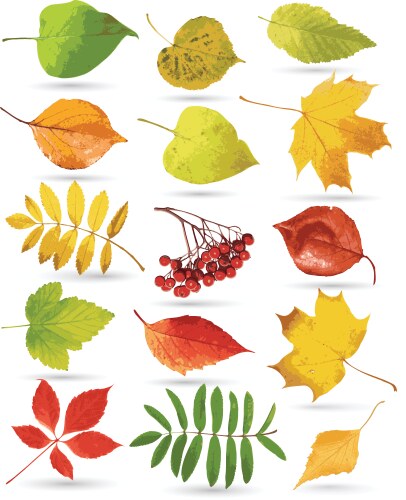 Raspberry set Royalty Free Vector Image - VectorStock