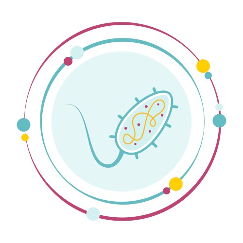 Pili Vector Images (66)