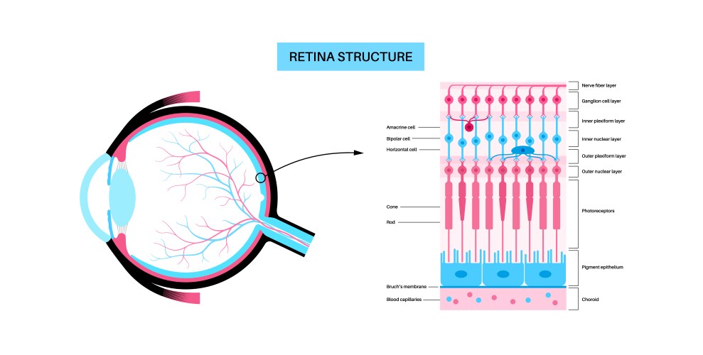 Retina structure poster Royalty Free Vector Image