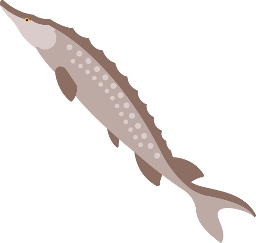 Sturgeon Vector Images (over 1,500)
