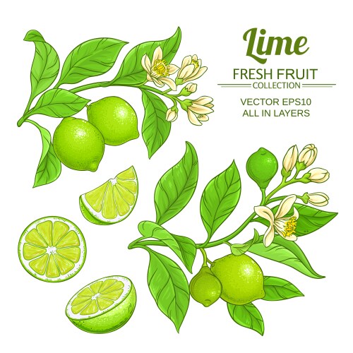 Lime Vector Images (over 240,000)