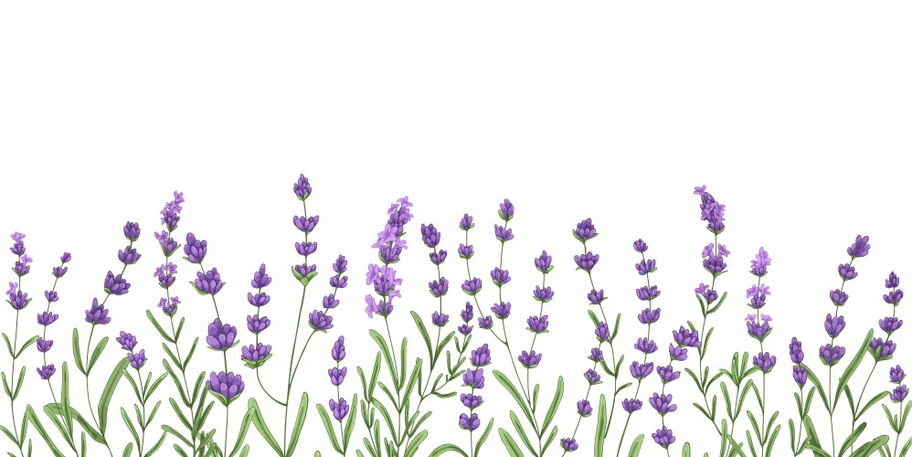 Lavanda Vector Images (over 230)