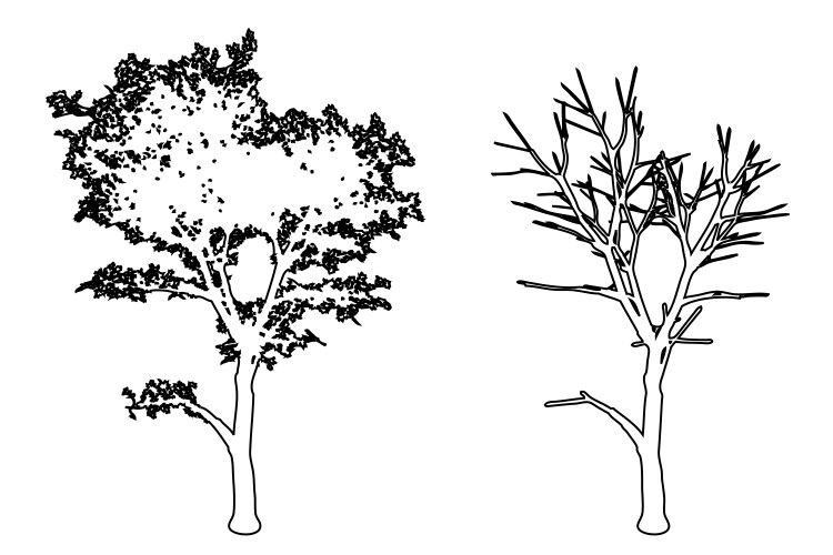 Line Drawing Maple Leaf Vector Images (over 2,700)