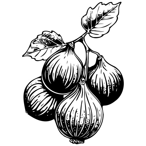 Drawing fruit fig hand drawn transparent Vector Image