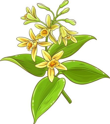 Vanilla set Royalty Free Vector Image - VectorStock