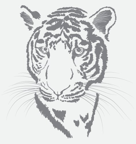 Tiger face drawing animal Royalty Free Vector Image