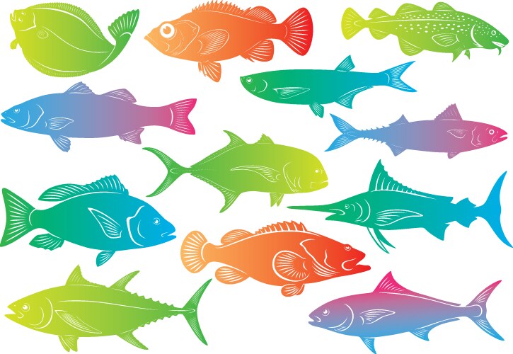 Tilapia fish Royalty Free Vector Image - VectorStock