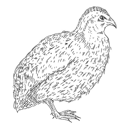 Quail Vector Images (over 2,200)