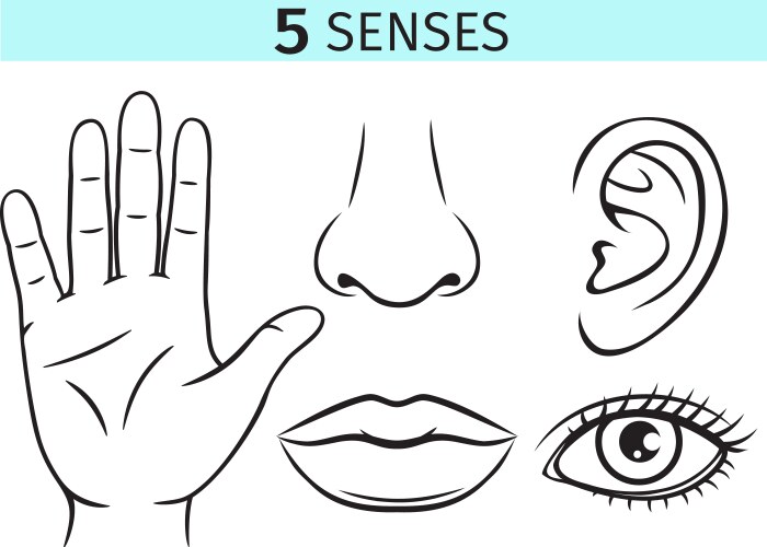 Five Senses Vector Images (over 810)