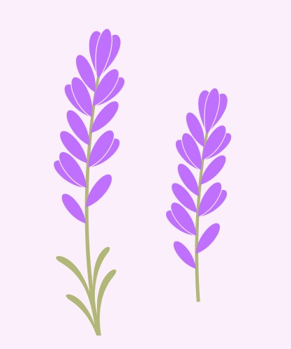 Lavender Vector Images (over 20,000)