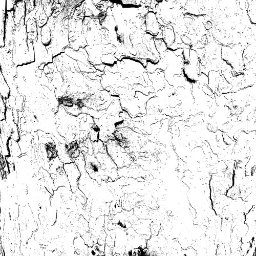 Monochrome Tree Bark Texture Royalty Free Vector Image