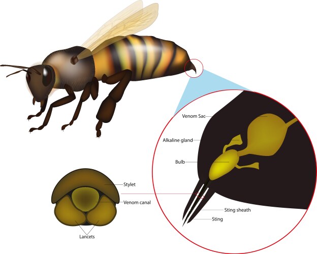 Parts of Bee Vector Images (over 160)