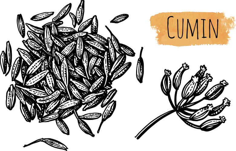 Seed Sketch Vector Images (over 28,000)