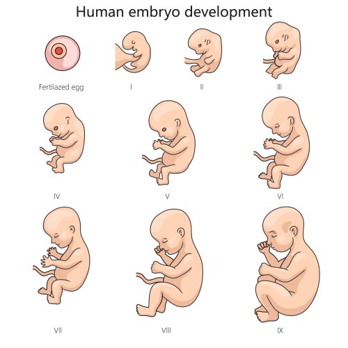 Stages human embryonic development Royalty Free Vector Image