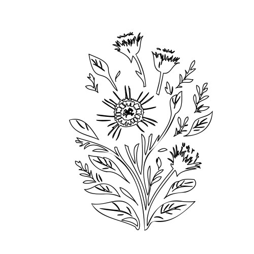 Marigold flower plant sketch outline Royalty Free Vector