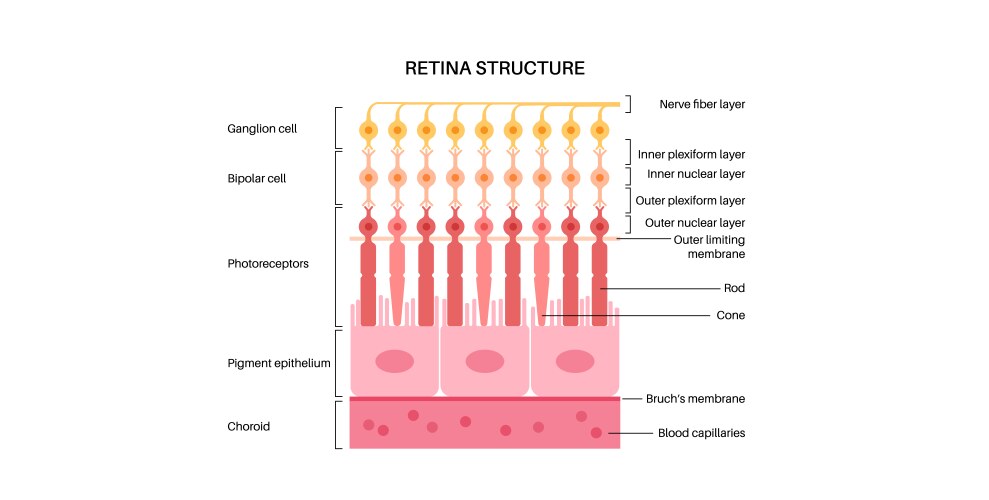 Retina structure poster Royalty Free Vector Image