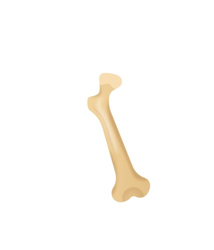 Bone Marrow Vector Images (over 1,500)