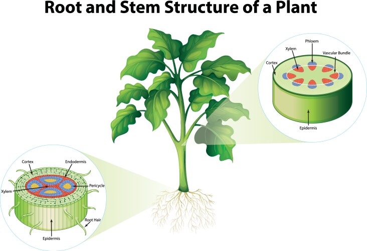 Diagram showing stem structure a plant Royalty Free Vector