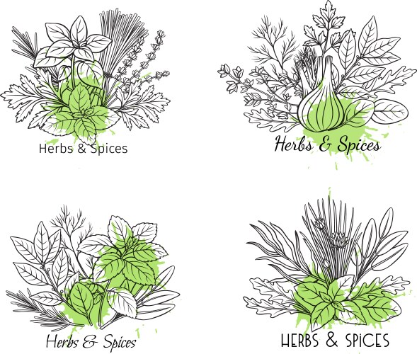 Hand drawn sketch herbs and spices Royalty Free Vector Image